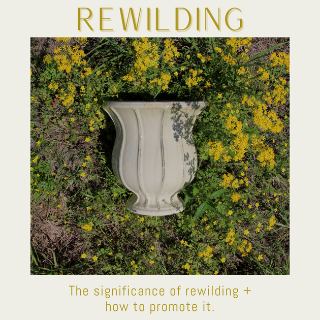 Rewilding – Anamese Garden & Home