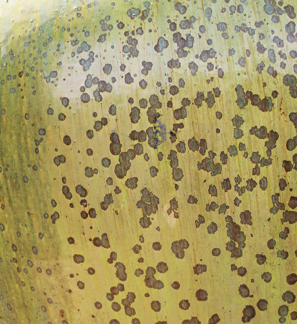 Swamp – Anamese Garden & Home