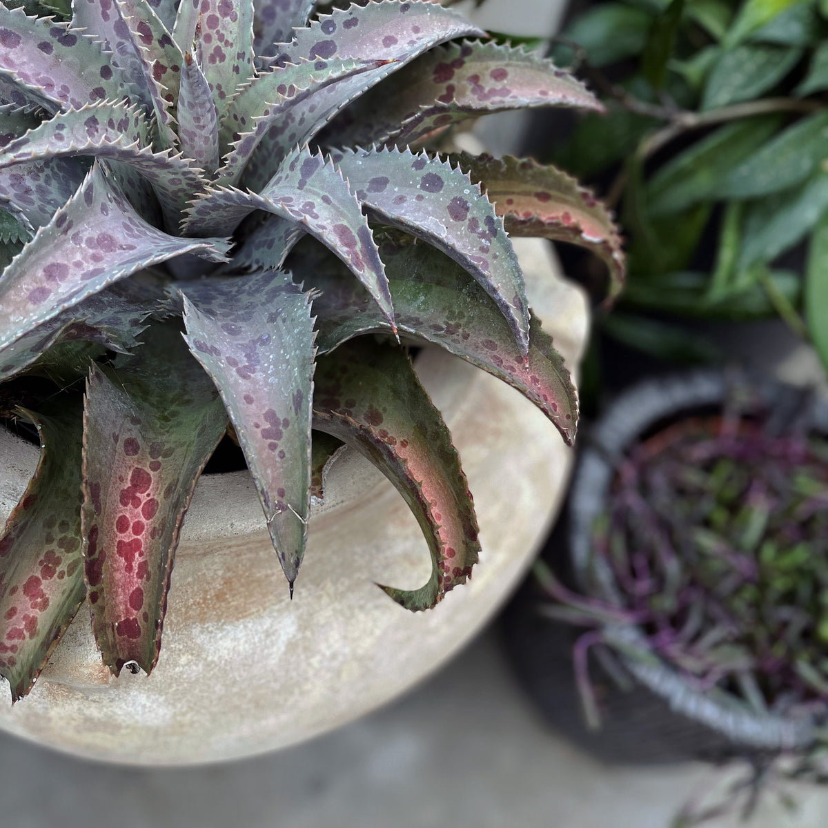 4 Handle Cache Pot • Vietnamese Unglazed – Anamese Garden & Home