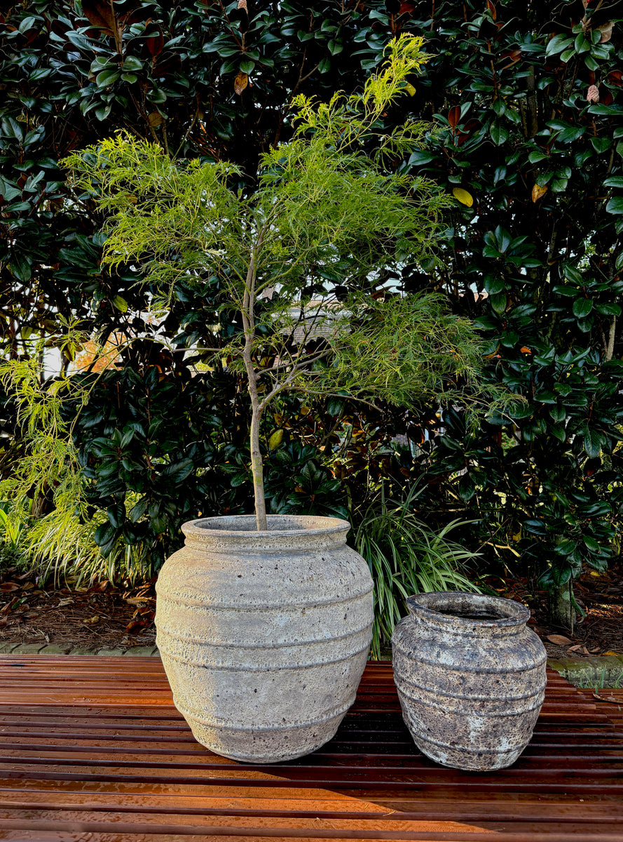 Tuscan Urn • Old World – Anamese Garden & Home