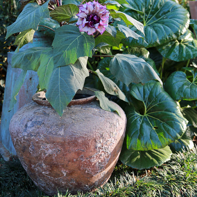 Shop Decorative Table Top & Small Pots | Anamese Garden & Home