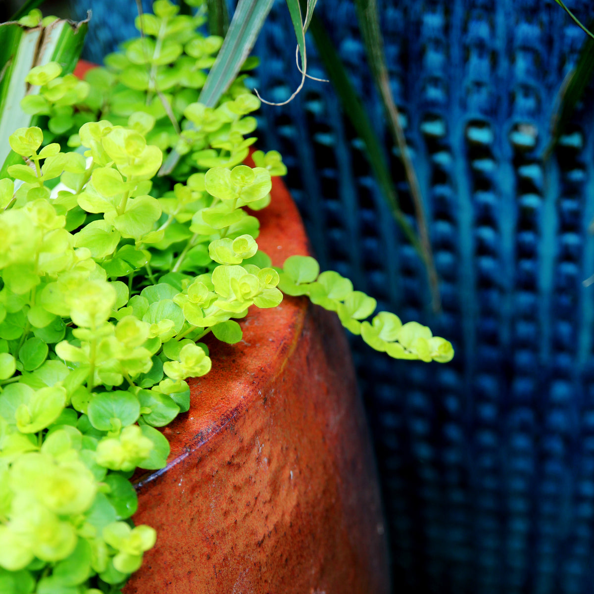 Java Jar – Anamese Garden & Home