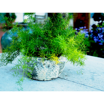 Shop Decorative Table Top & Small Pots | Anamese Garden & Home