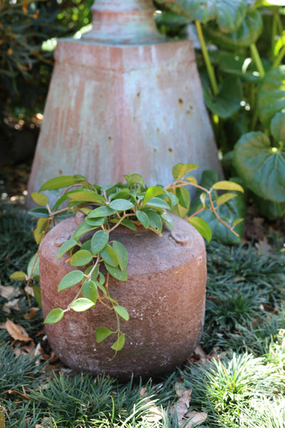 Shop Decorative Table Top & Small Pots | Anamese Garden & Home
